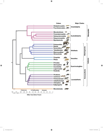 Atlas of mammalian chromosomes – Mezene Store